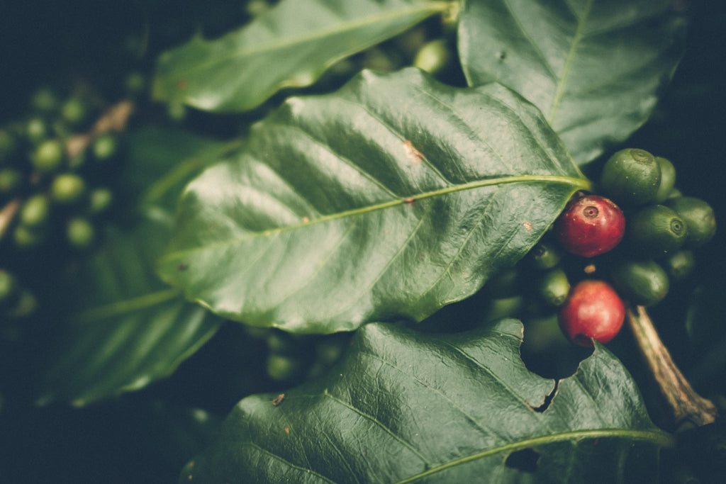 The Importance of Shade – Django Coffee Co.