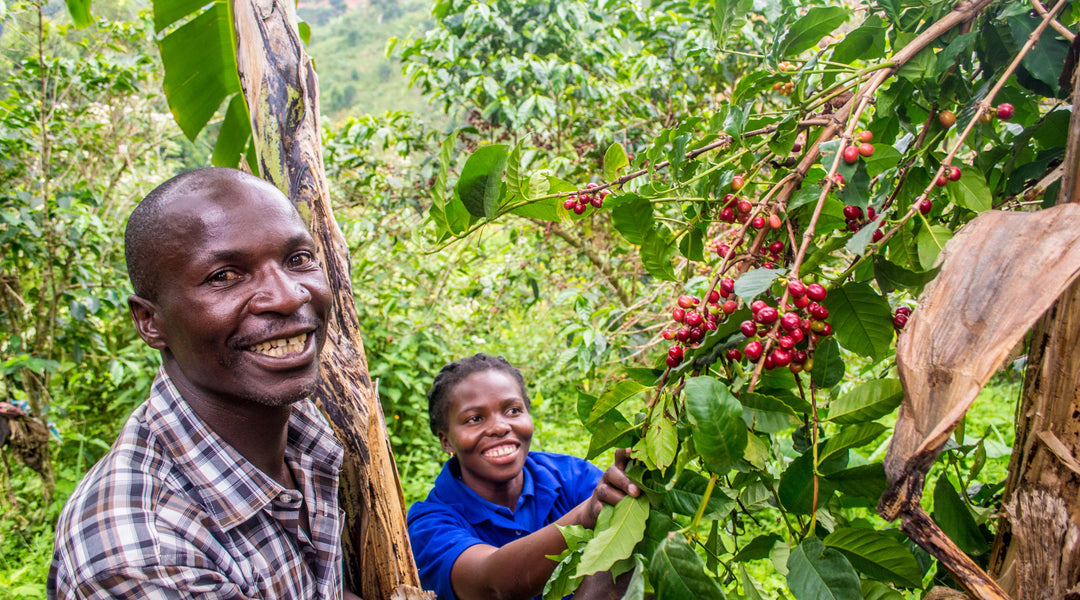 Manchester Coffee Roasters: Speciality Coffee Subscriptions UK ...